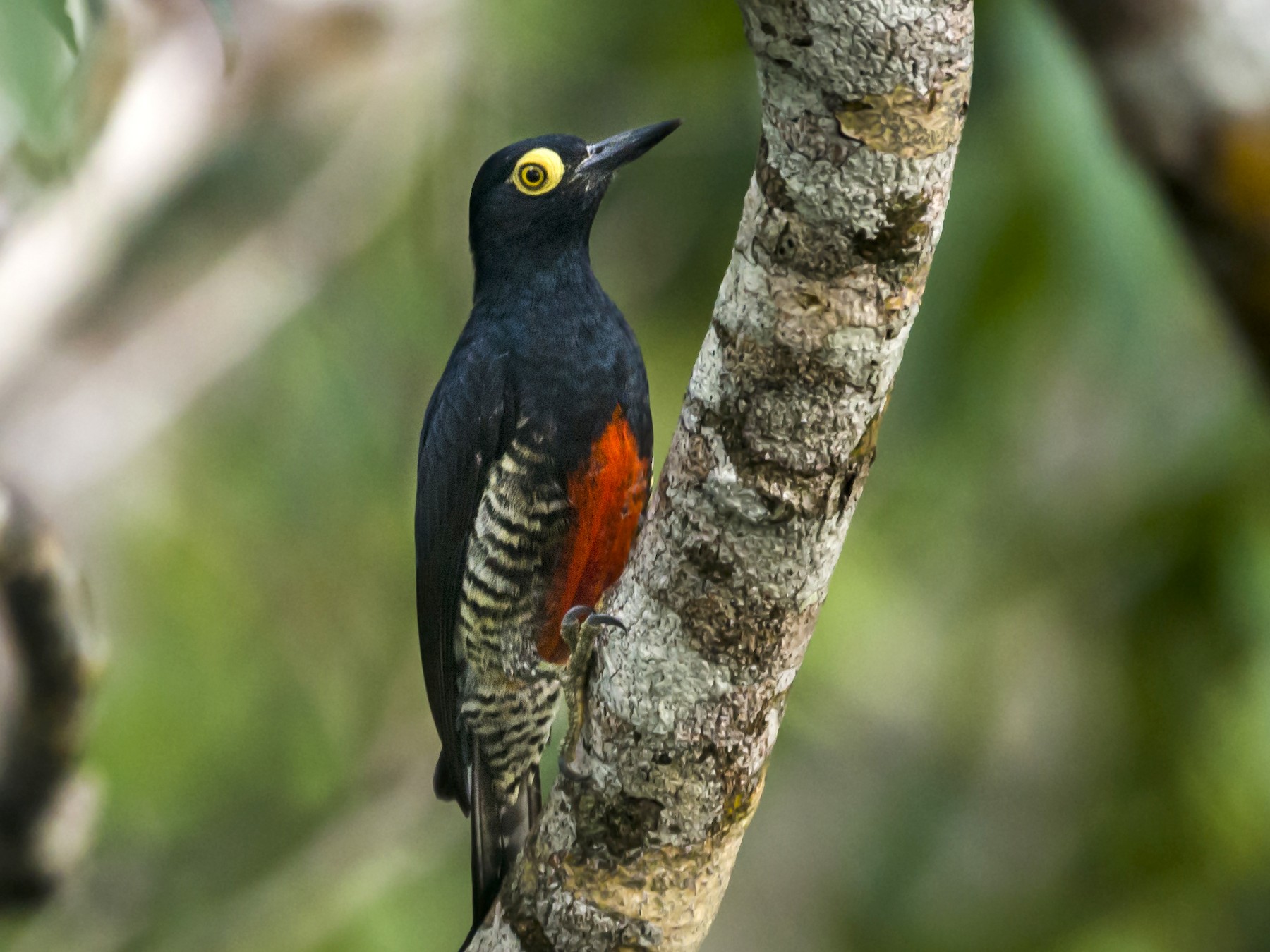 Yellow-tufted Woodpecker - eBird