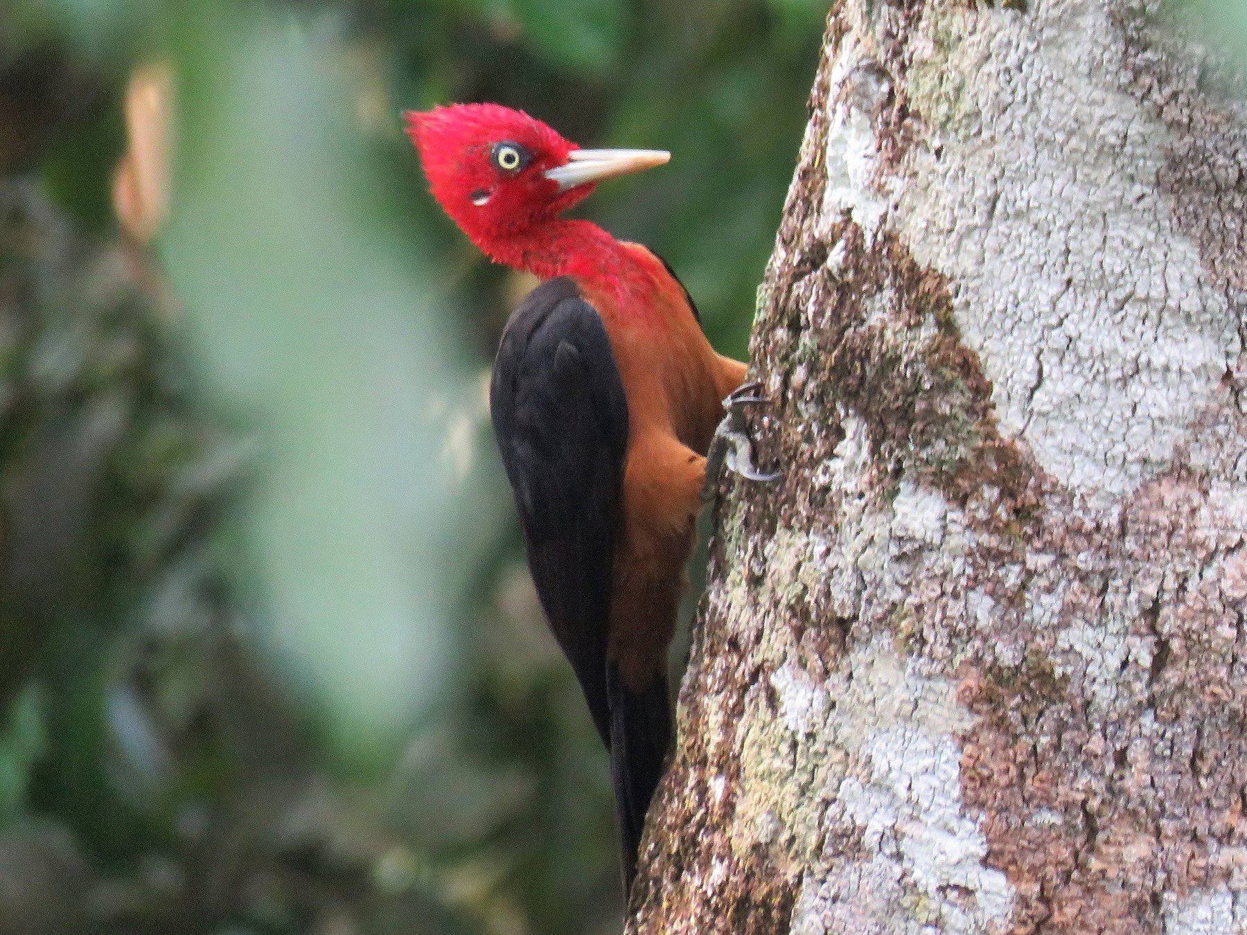 Red-necked Woodpecker - eBird