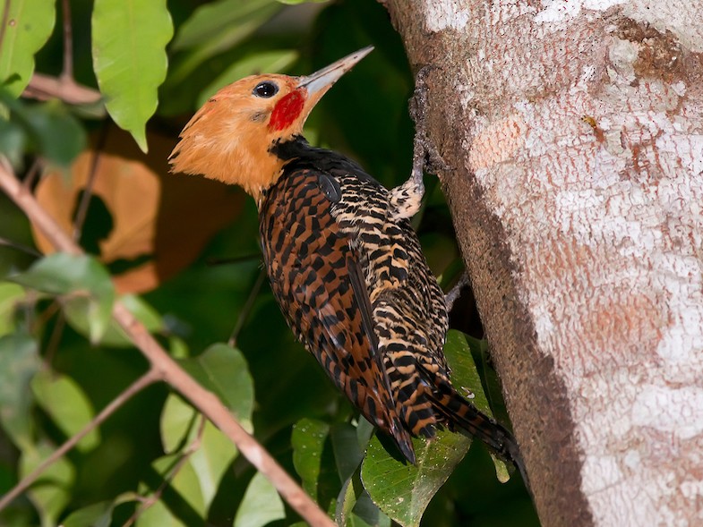Ringed Woodpecker - eBird