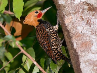 Ringed Woodpecker - eBird
