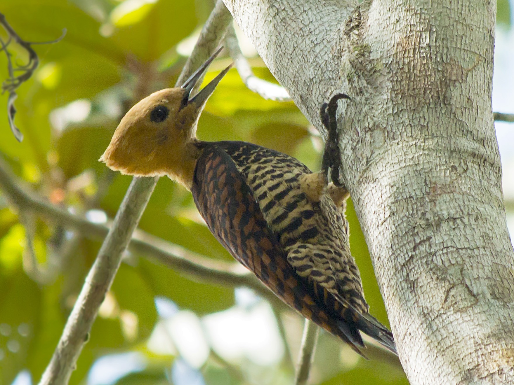 Ringed Woodpecker - eBird