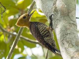Ringed Woodpecker - eBird
