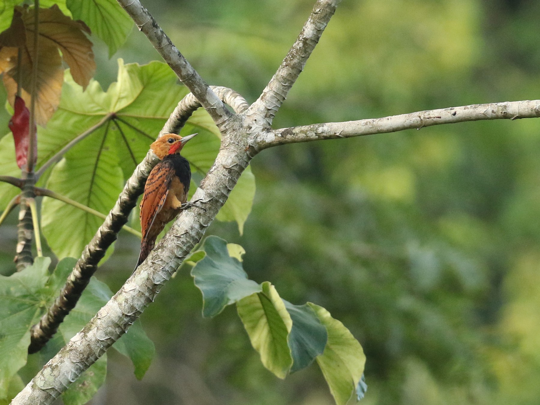 Ringed Woodpecker - eBird