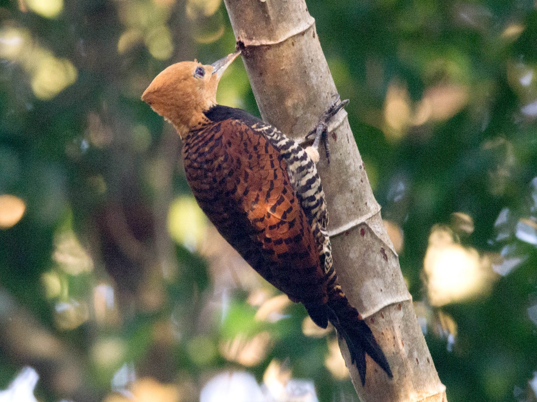 Ringed Woodpecker - eBird