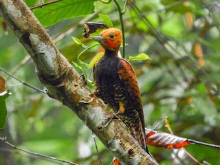 Ringed Woodpecker - eBird