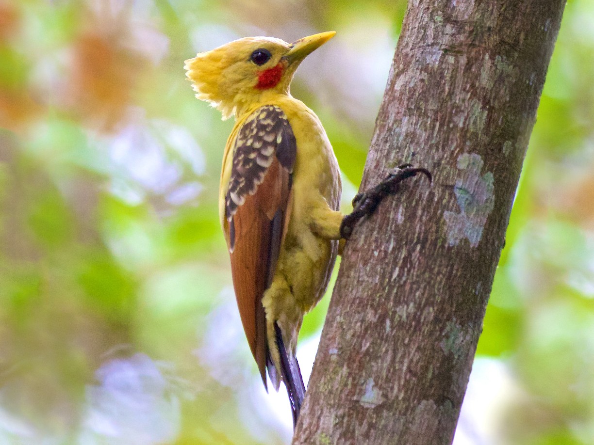 Cream-colored Woodpecker - eBird