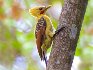 Cream-colored Woodpecker - eBird