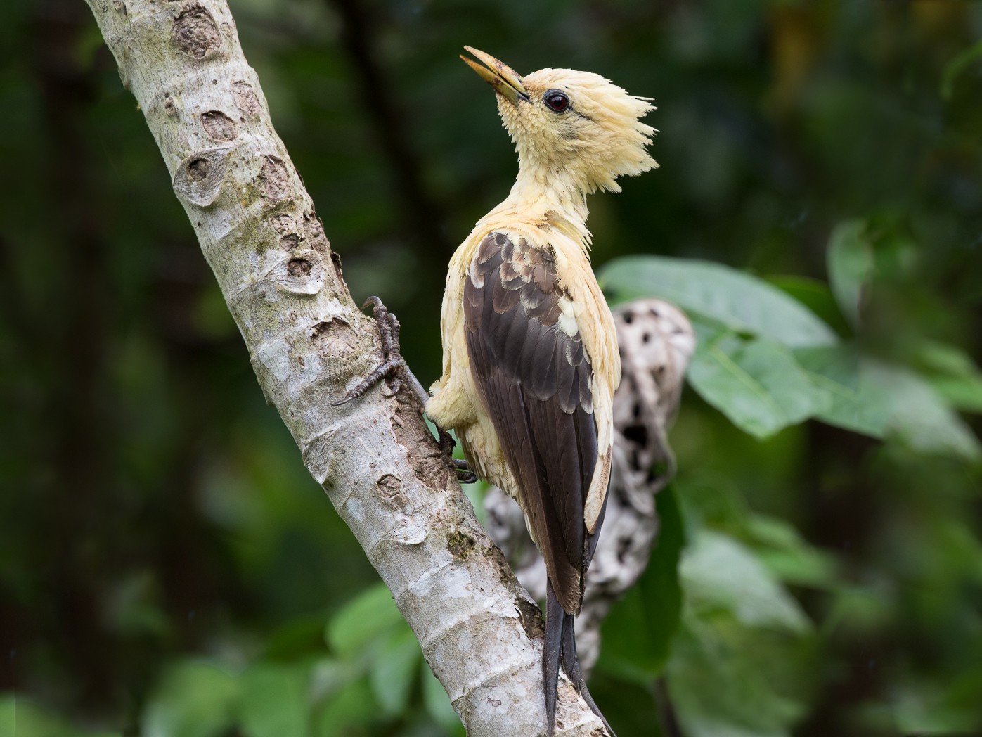 Cream-colored Woodpecker - eBird