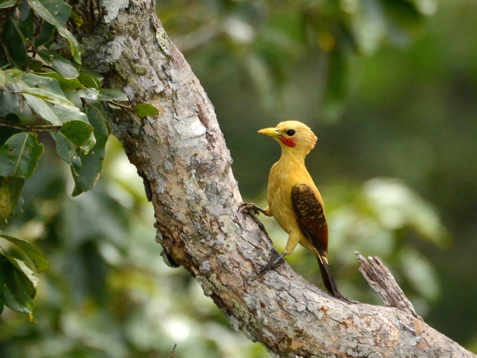 Carpintero Amarillo - eBird