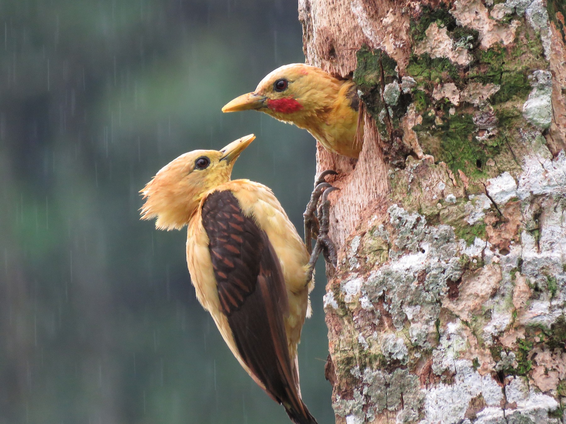 Cream-colored Woodpecker - eBird
