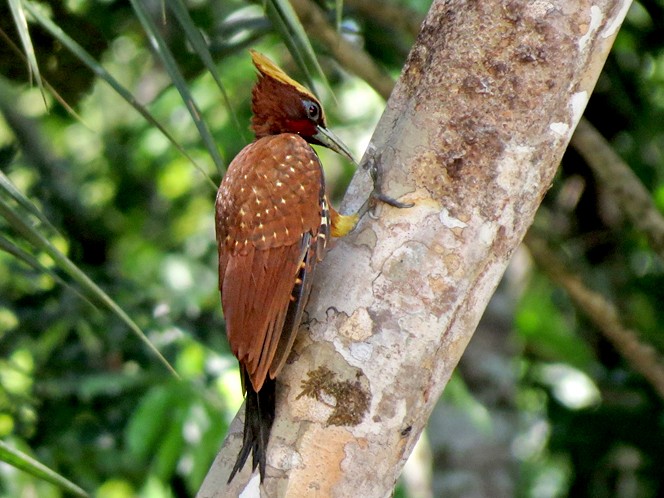 Chestnut Woodpecker - eBird