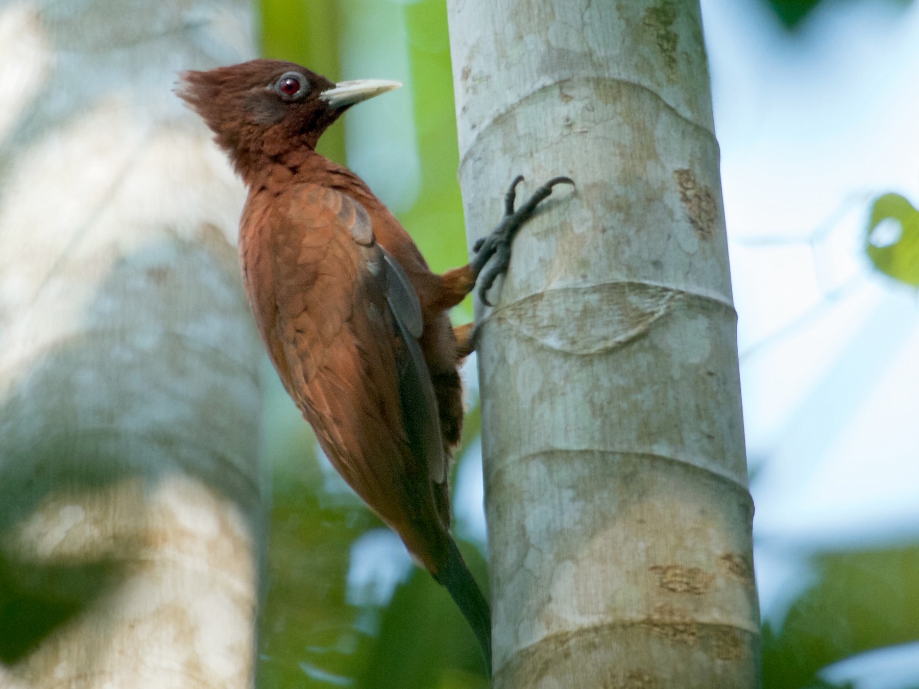 Chestnut Woodpecker - eBird