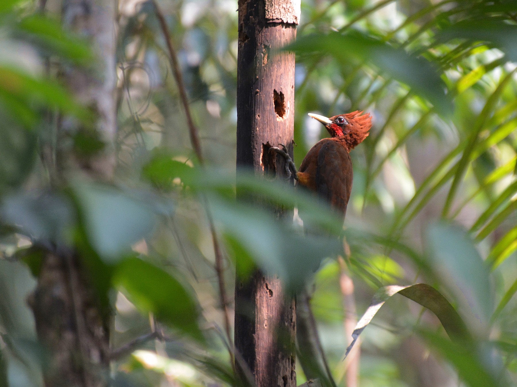 Chestnut Woodpecker - eBird