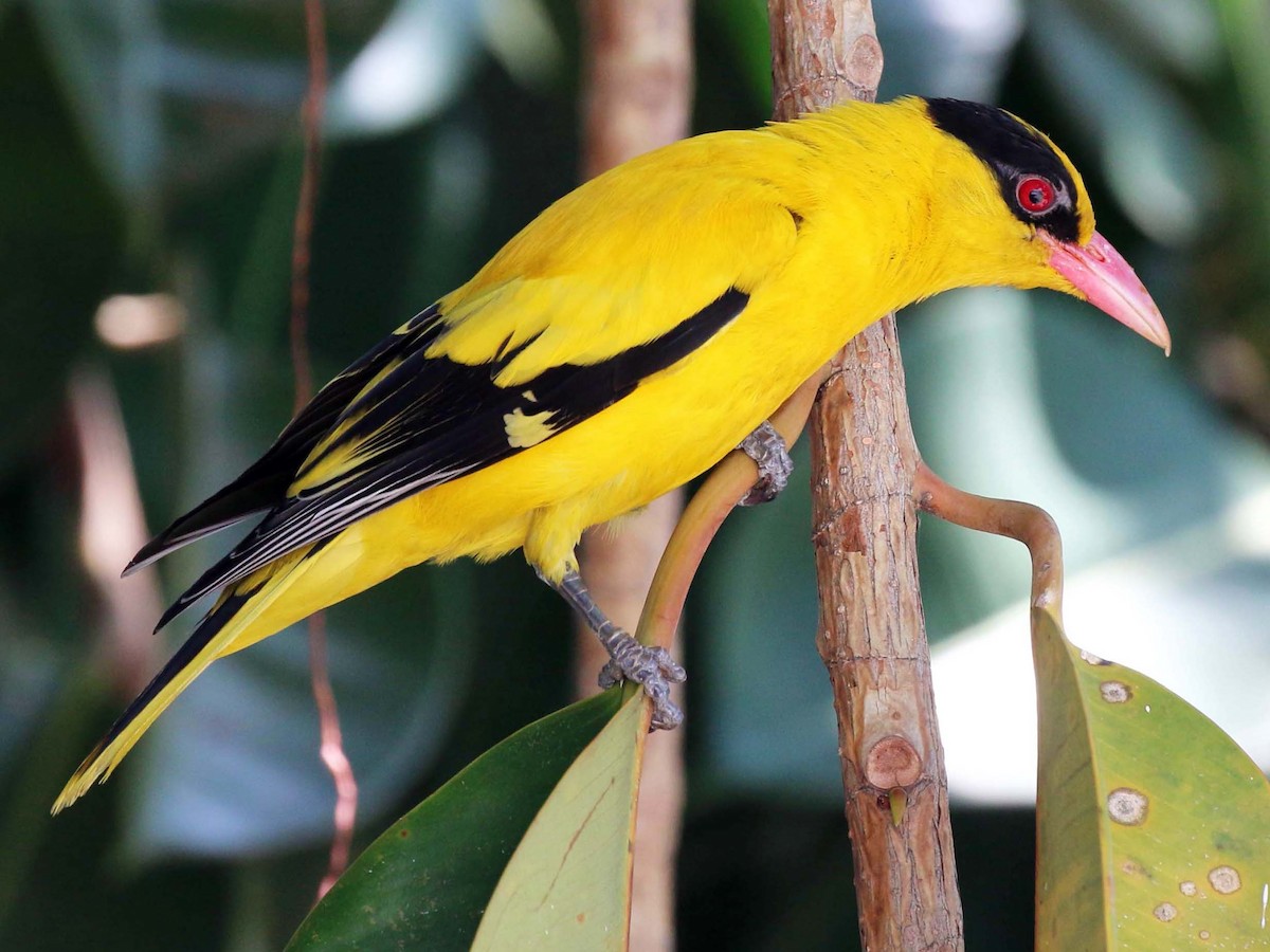 Black-naped Oriole - Oriolus chinensis - Birds of the World