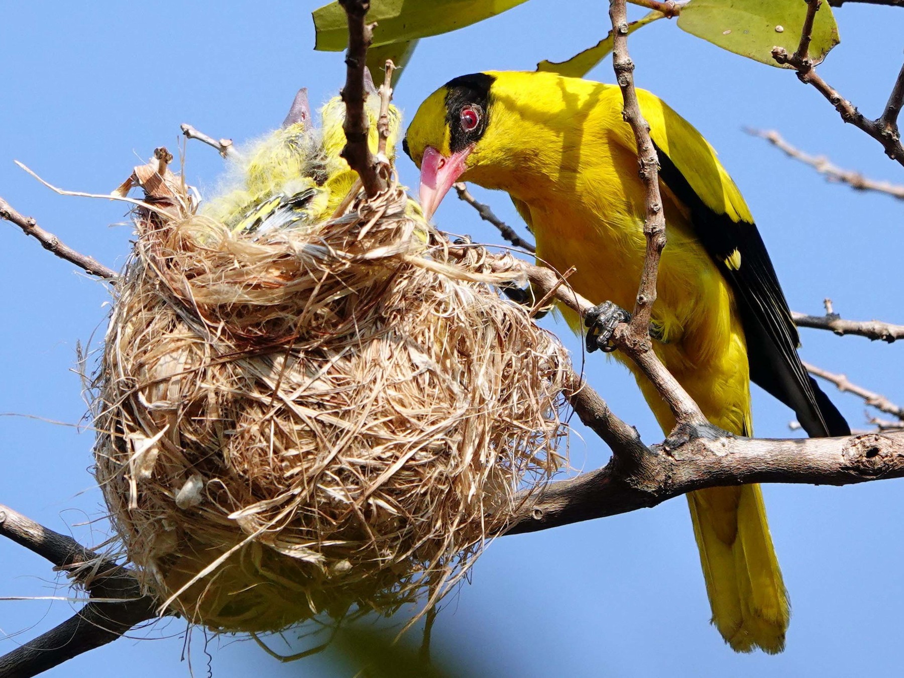 Black-naped Oriole - eBird