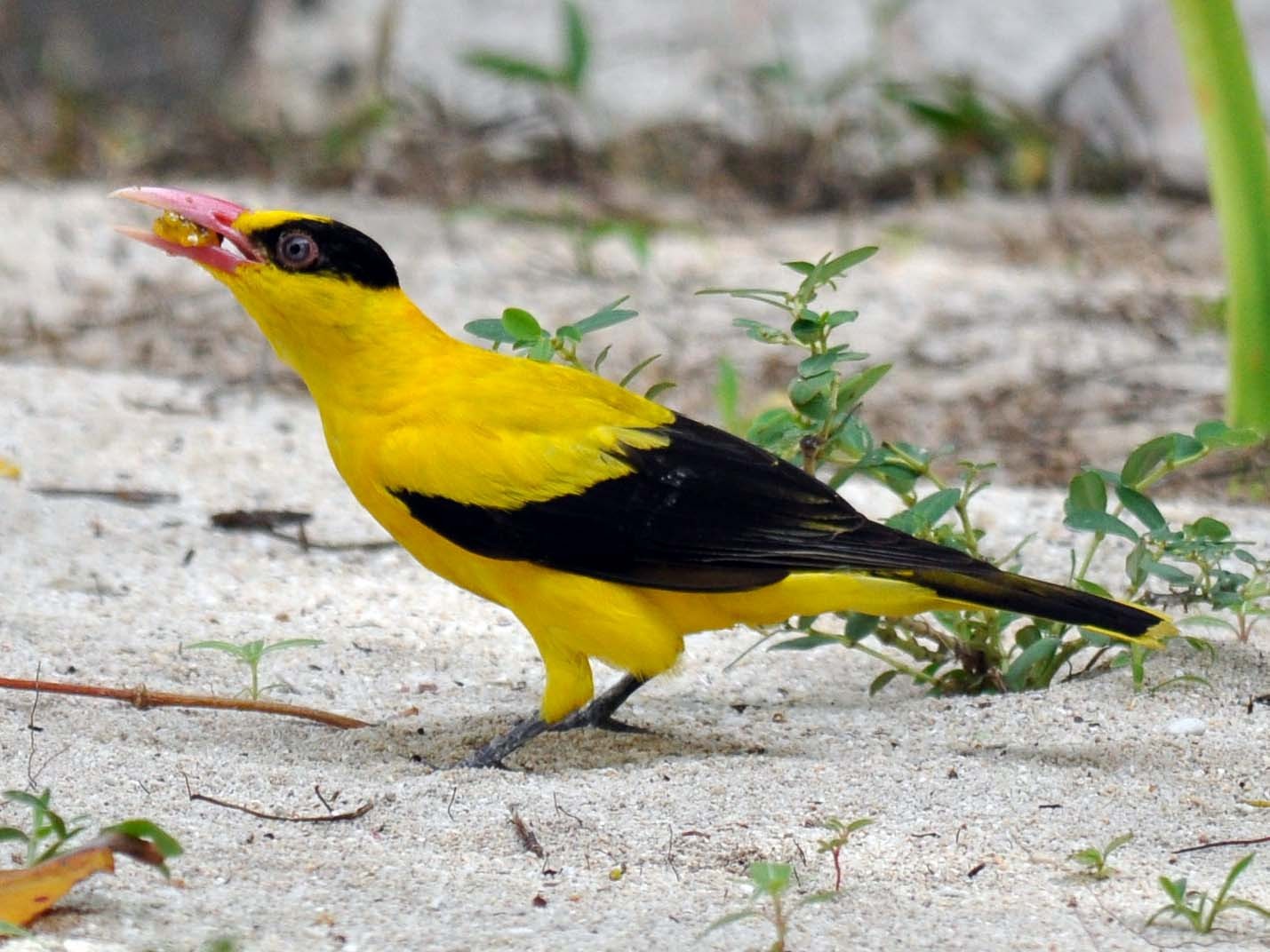 Black-naped Oriole - eBird