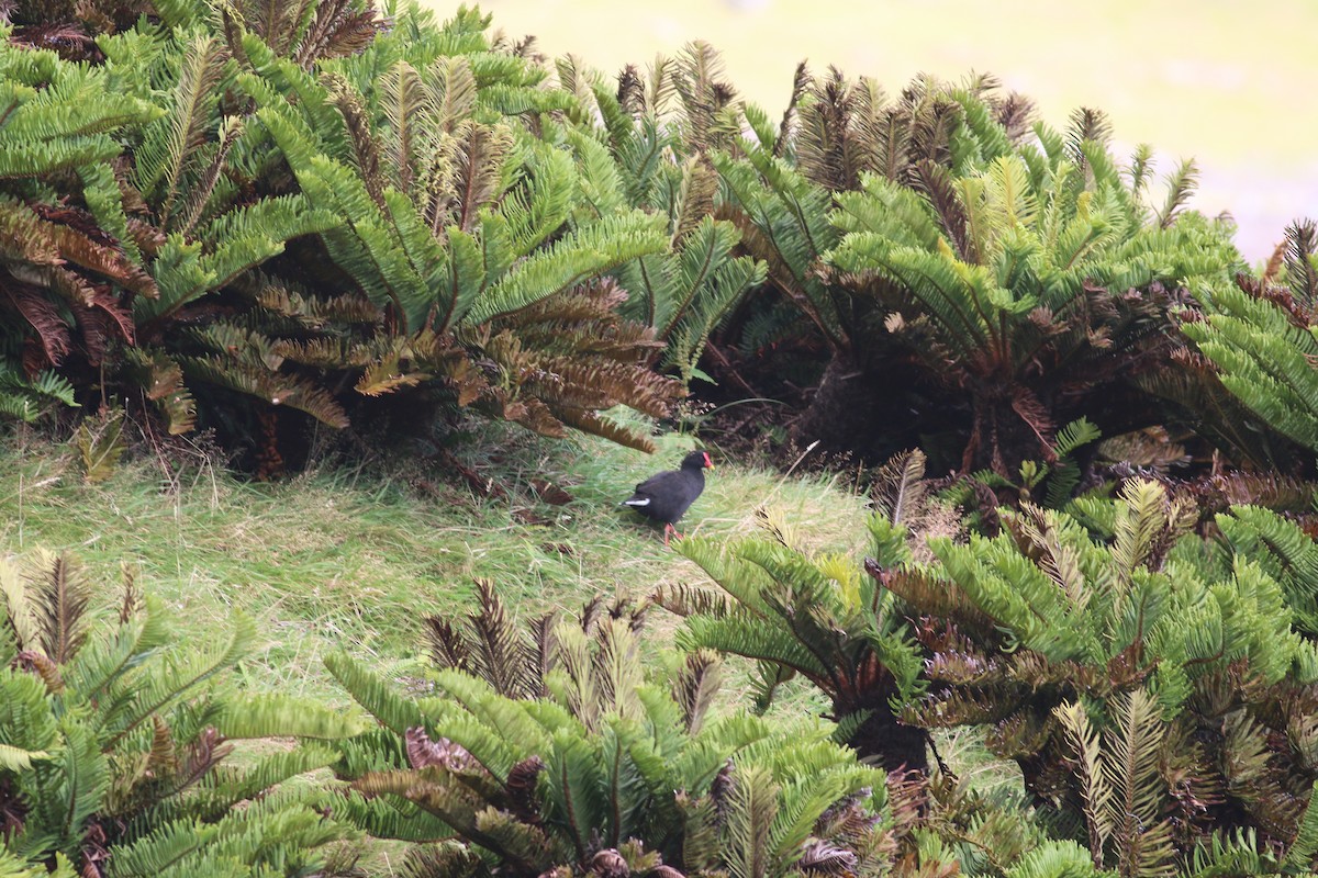 eBird Checklist - 19 Mar 2019 - Edinburgh of the Seven Seas - 11 species