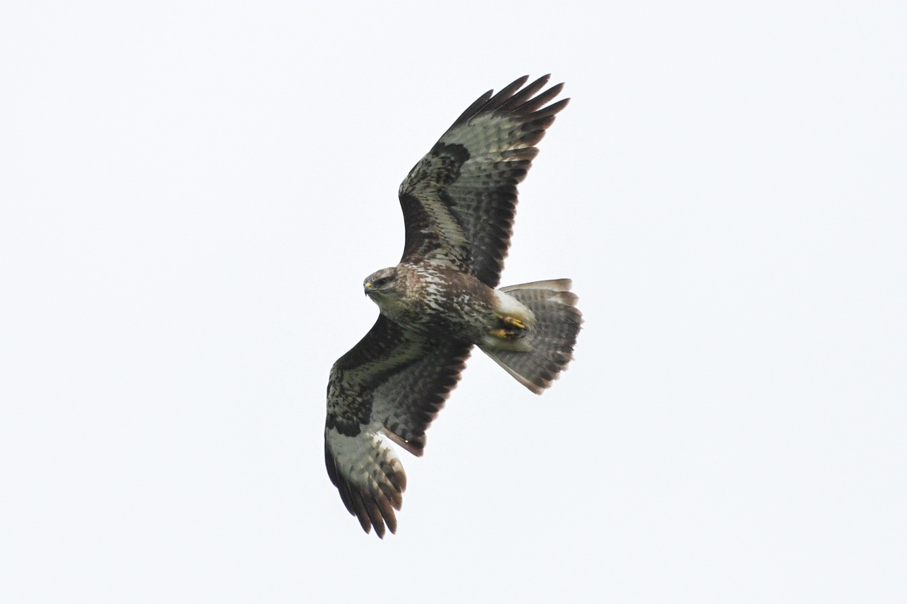 Common Buzzard (Azores) - eBird