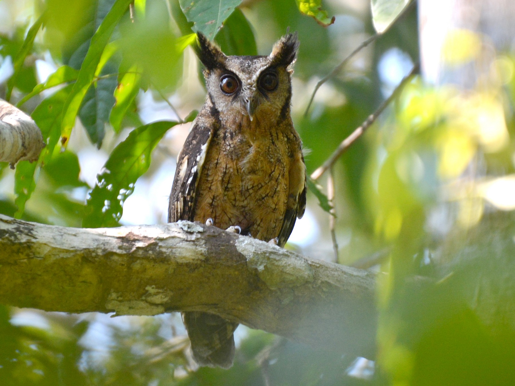 Tawny-bellied Screech-Owl - eBird