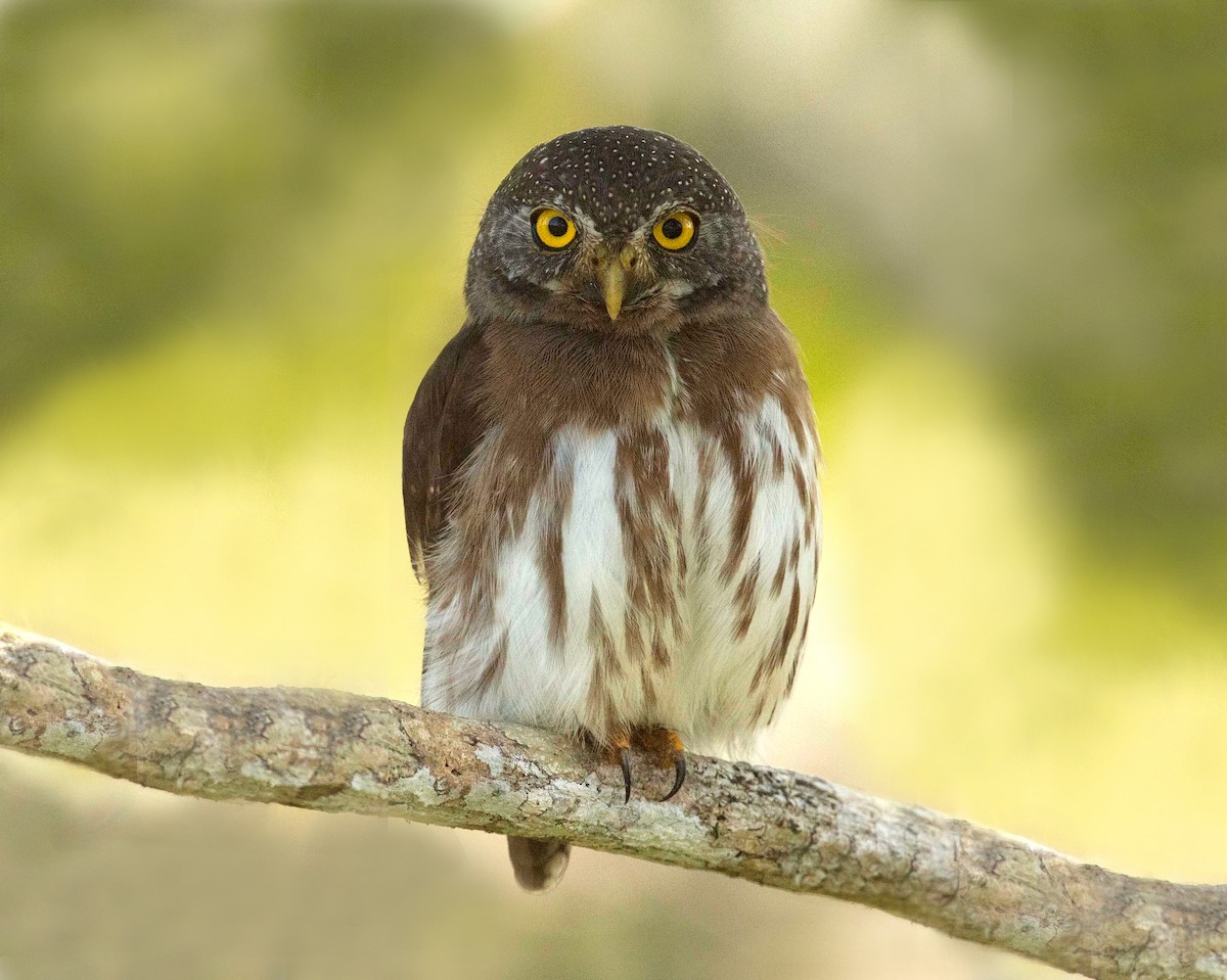 Amazonian Pygmy-Owl - Glaucidium hardyi - Birds of the World