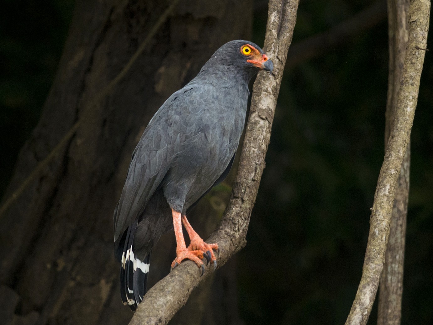 Slate-colored Hawk - eBird