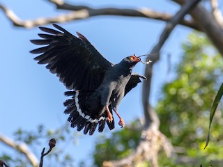 Slate-colored Hawk - eBird