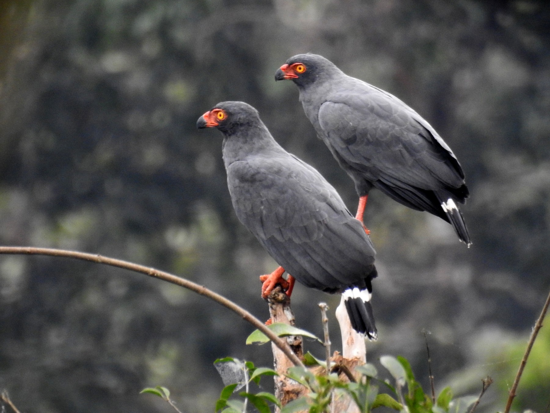 Slate-colored Hawk - eBird