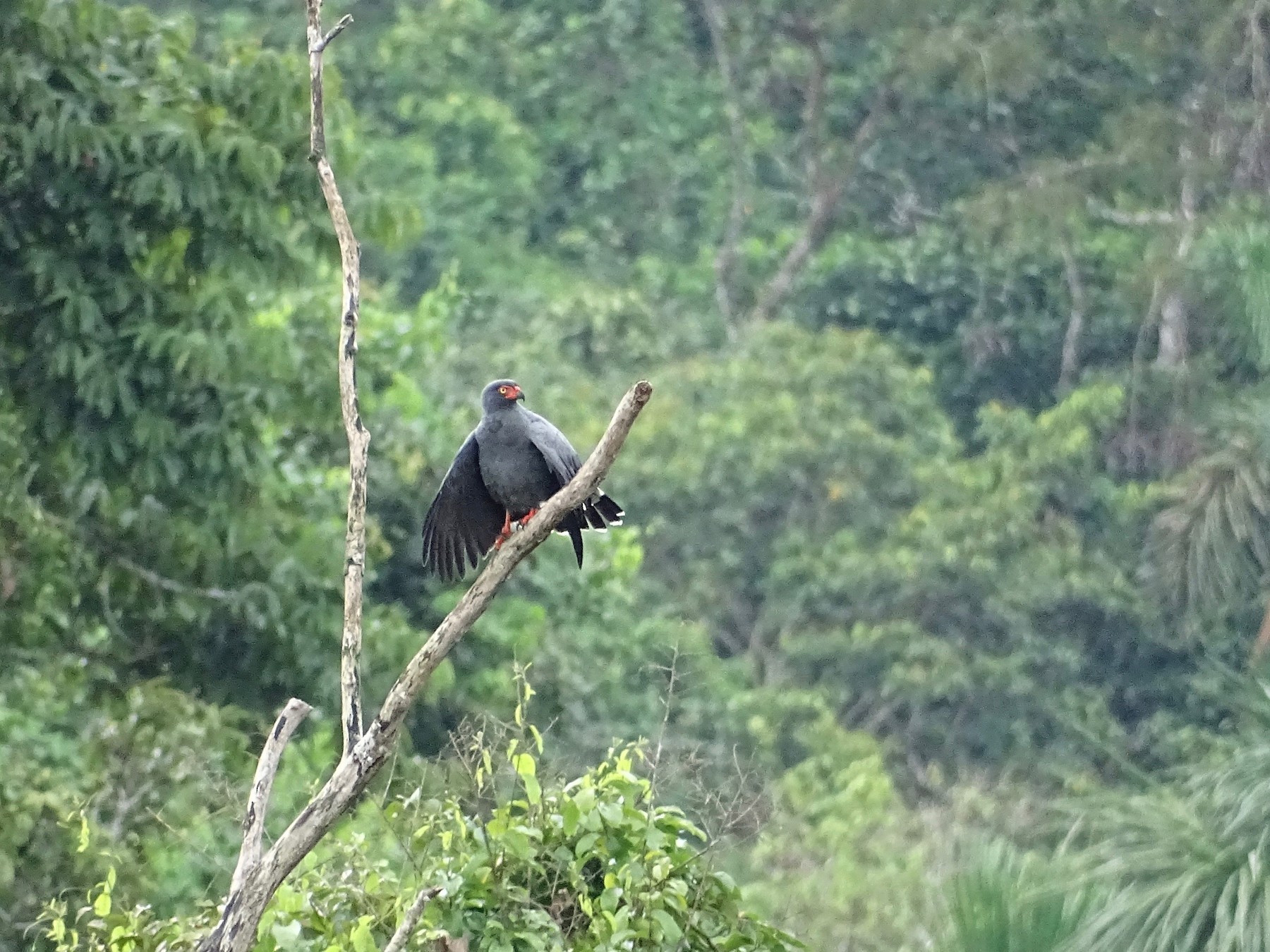 Slate-colored Hawk - eBird