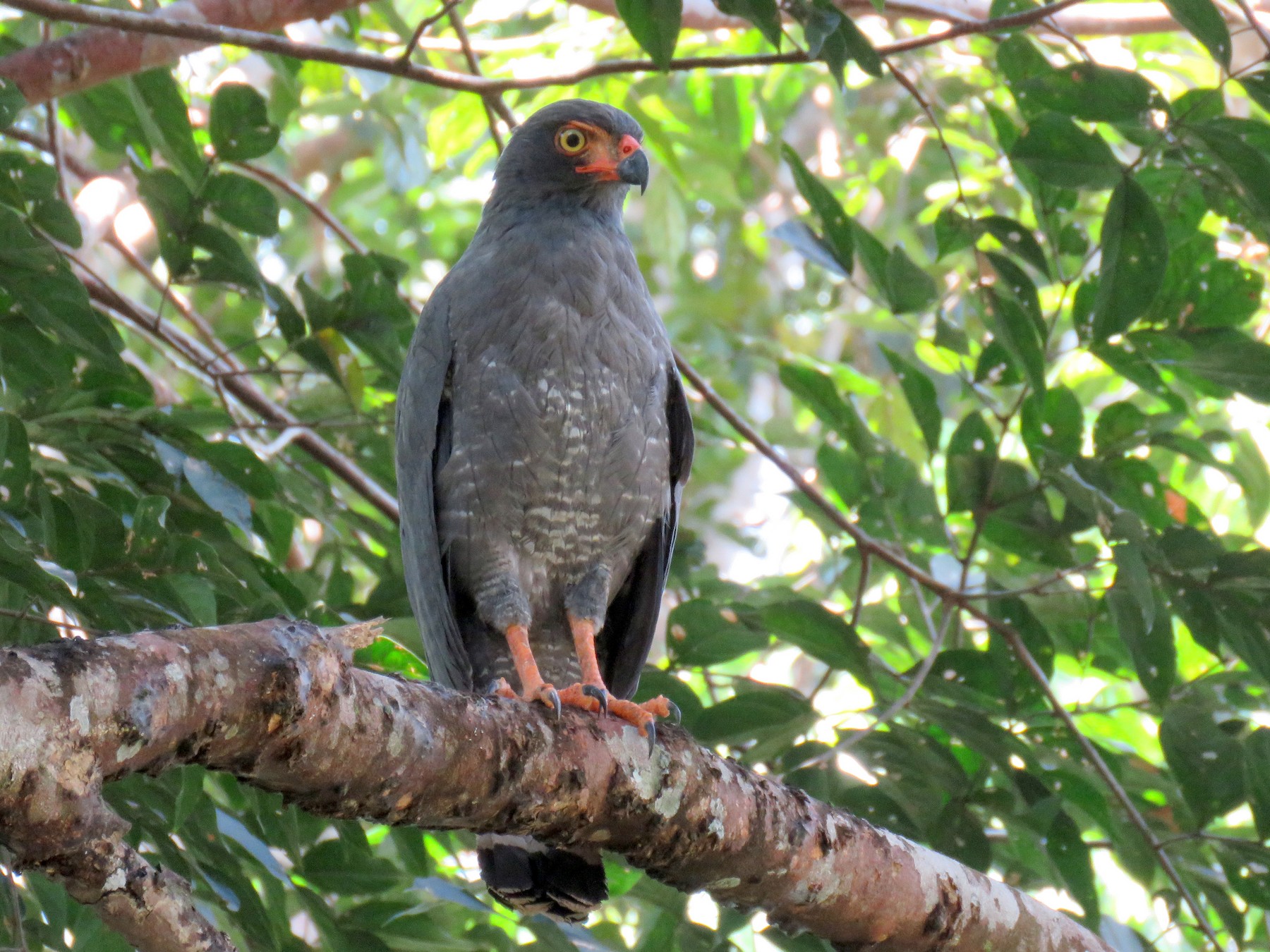 Slate-colored Hawk - eBird