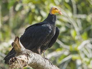Greater Yellow-headed Vulture - eBird