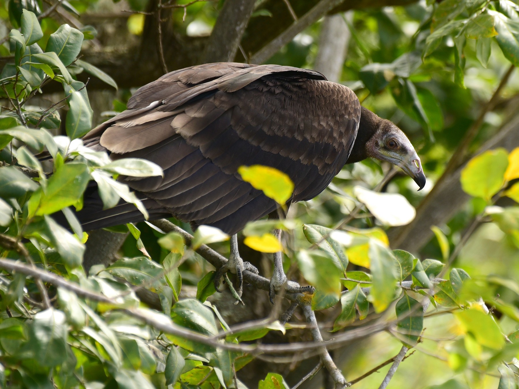 Greater Yellow-headed Vulture - eBird