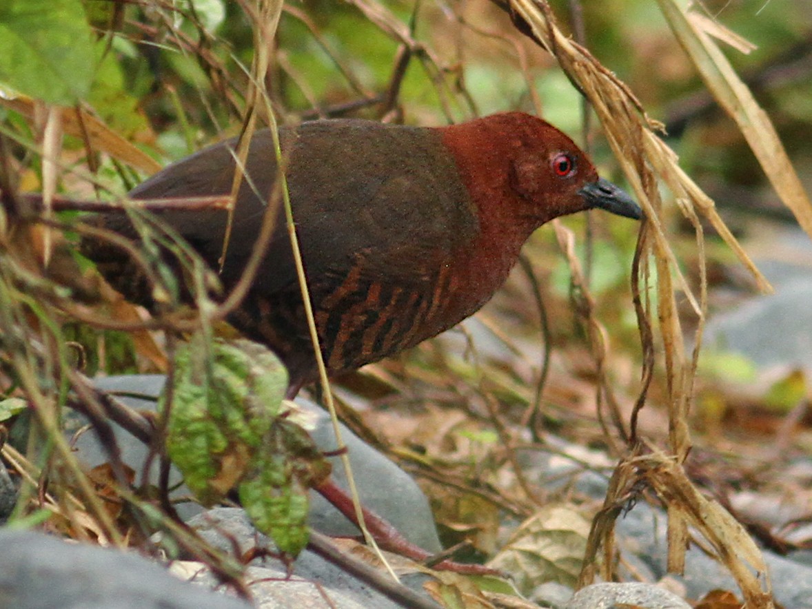 Black-banded Crake - eBird