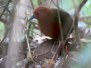 Black-banded Crake - eBird