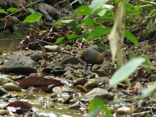 Snoring Rail - Aramidopsis plateni - Birds of the World