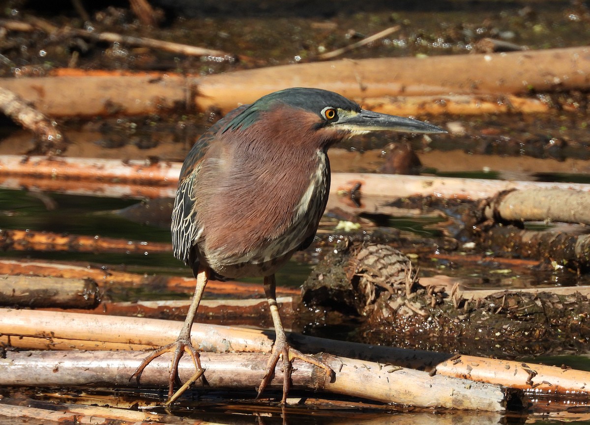 eBird Checklist - 2 Apr 2019 - Frank G. Bonelli RP/Puddingstone ...