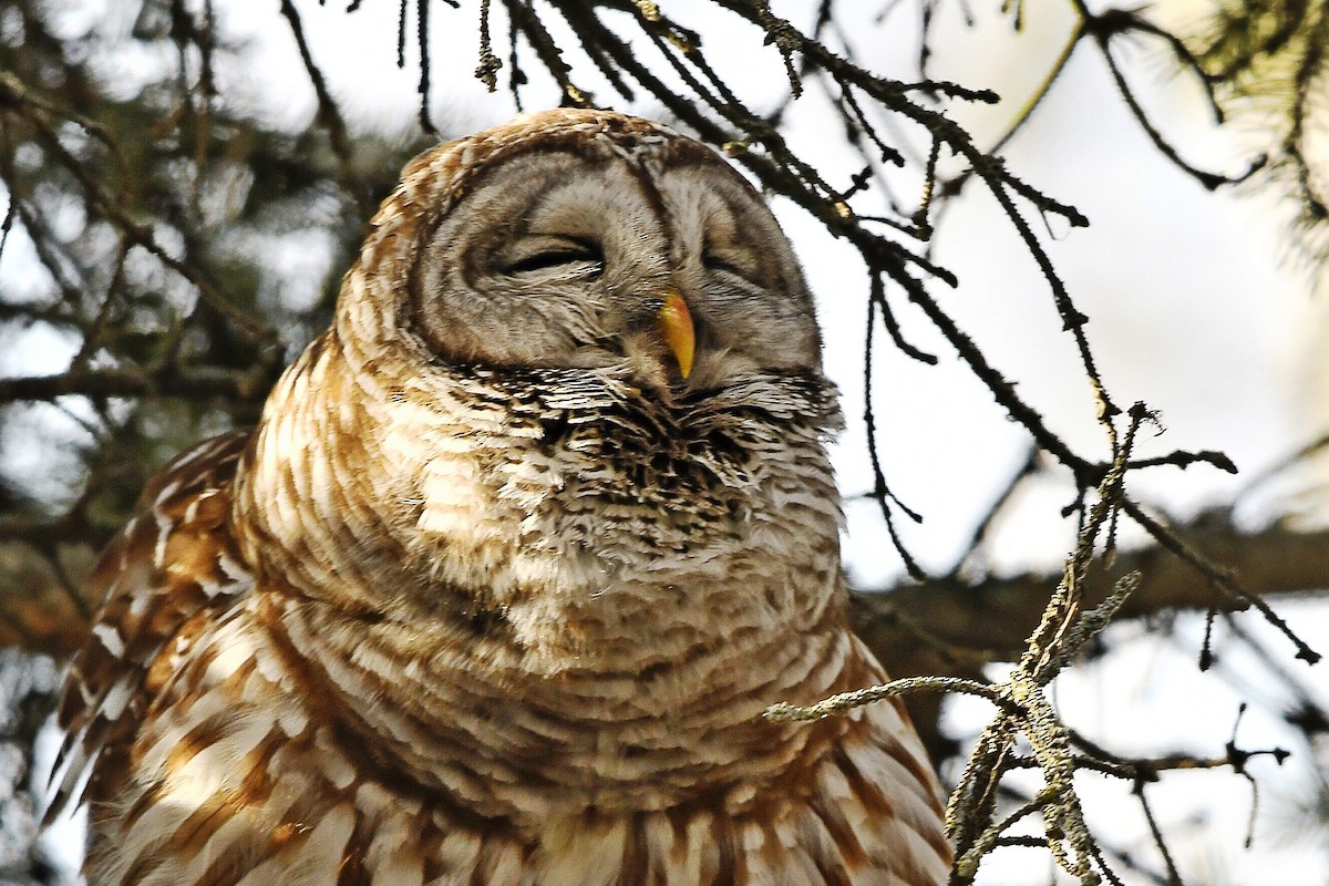 eBird Checklist - 3 Apr 2019 - Edmonton--Whitemud Creek, S of ...