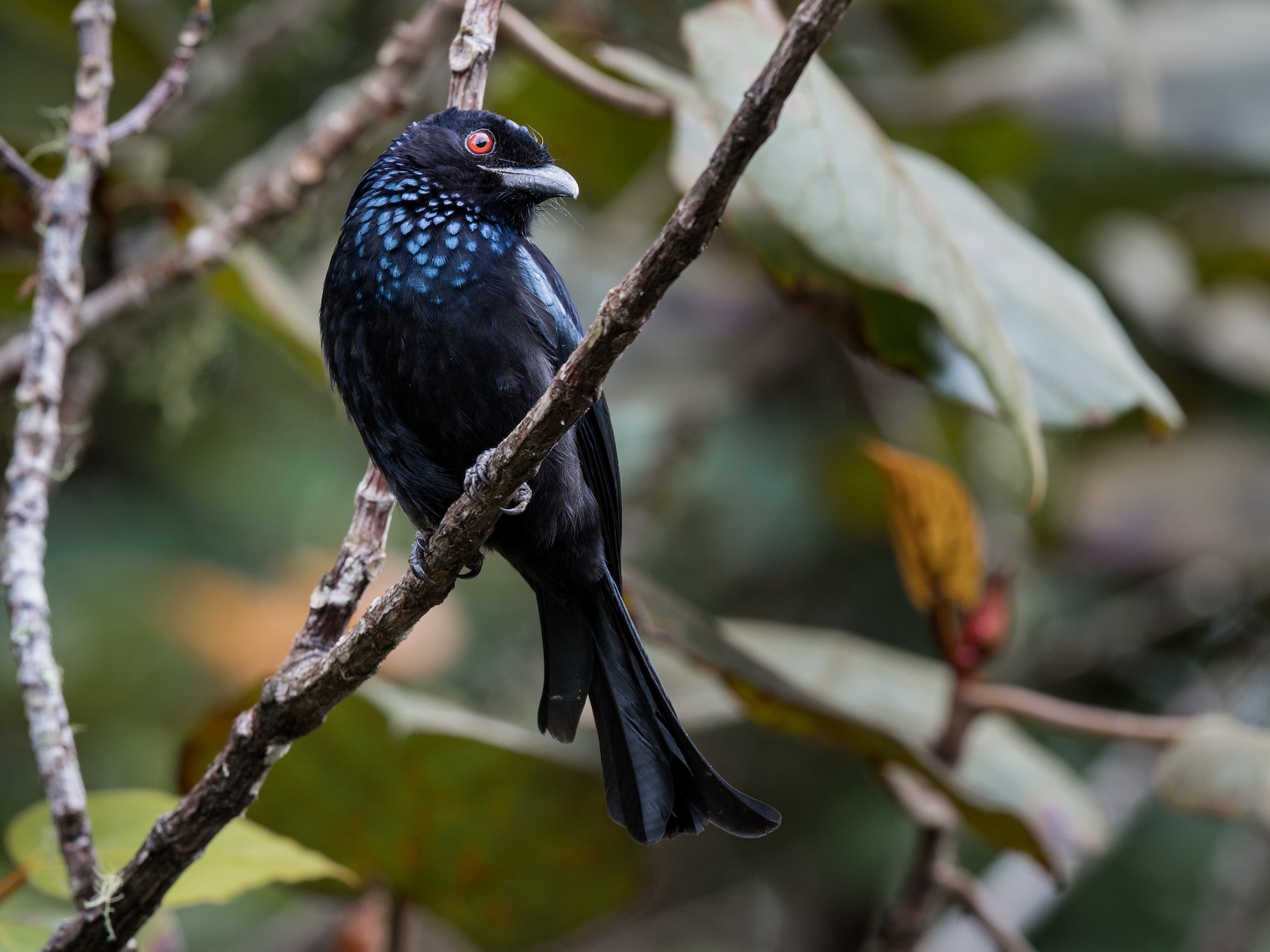 Hair-crested Drongo - eBird