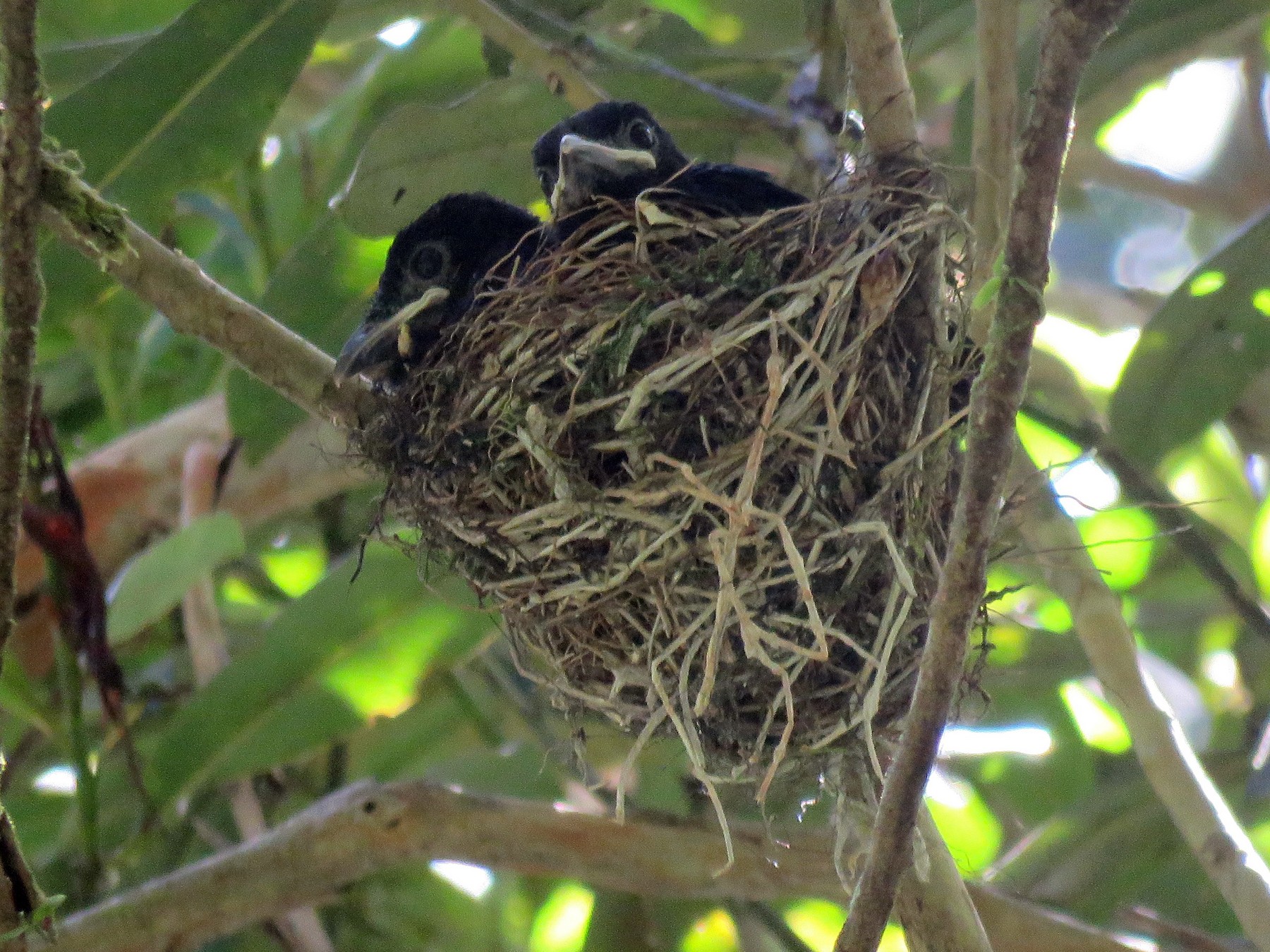 Srigunting jambul-rambut - eBird