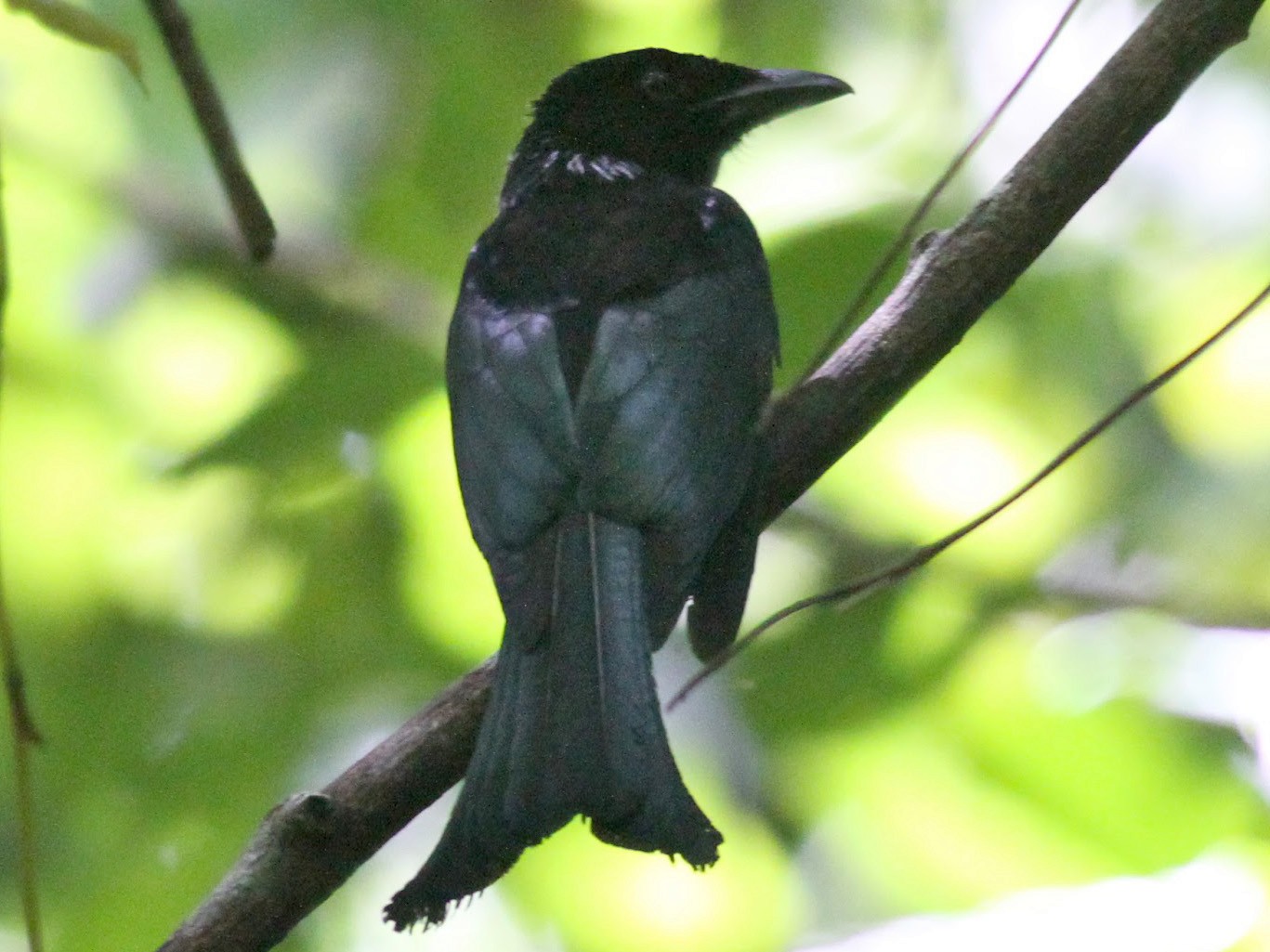 Hair-crested Drongo - eBird