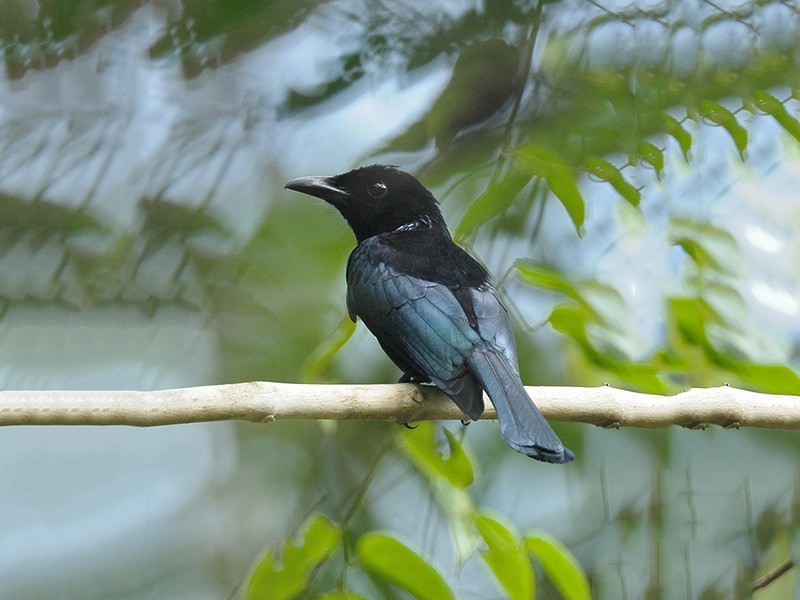 Srigunting jambul-rambut - eBird