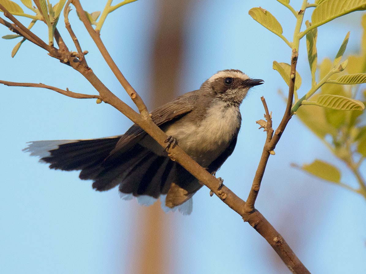 White-browed Fantail - eBird