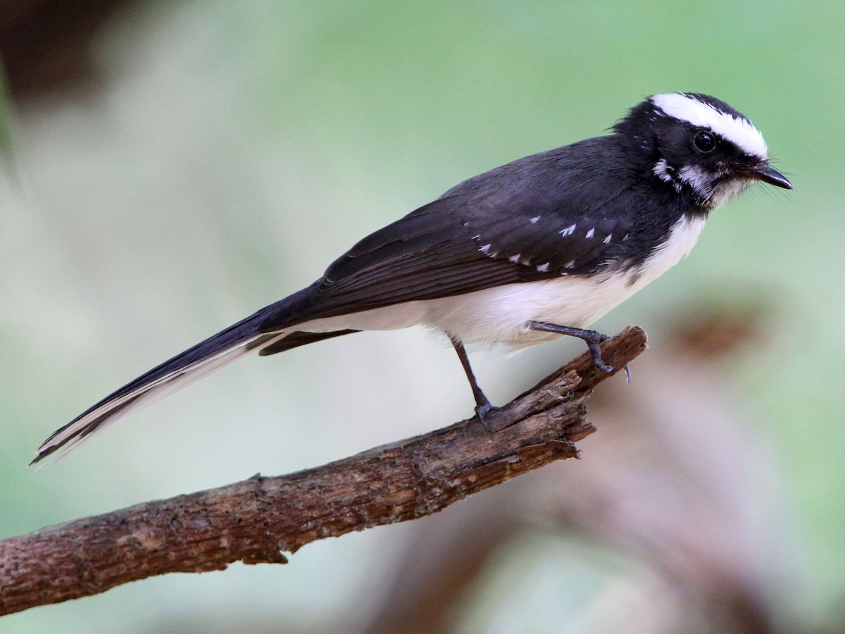 White-browed Fantail - Rhipidura aureola - Birds of the World