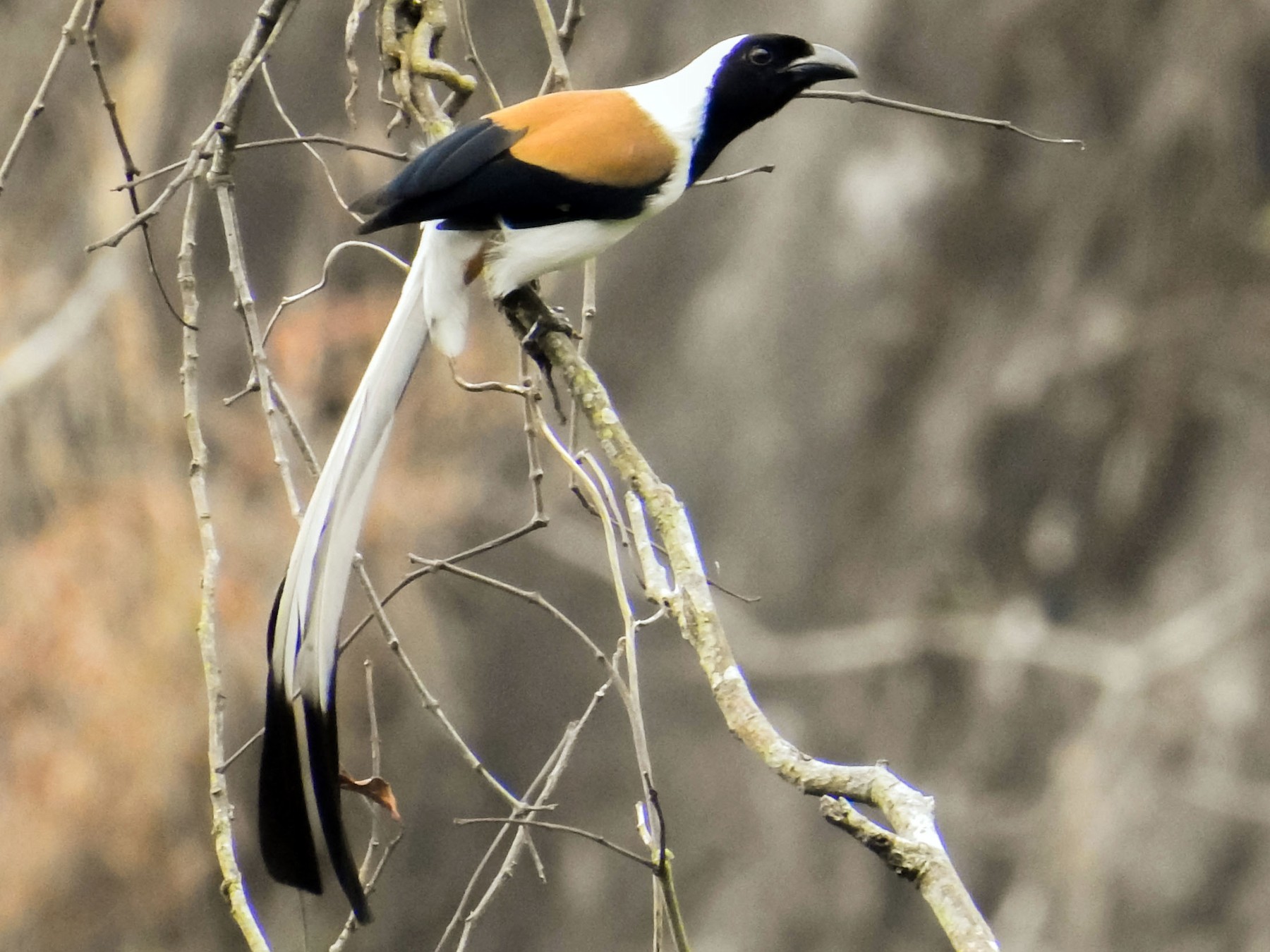 White-bellied Treepie - eBird
