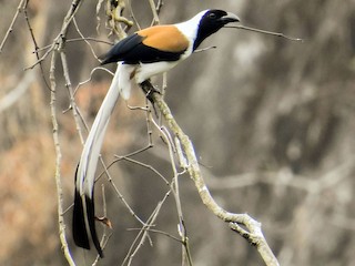White-bellied Treepie - Dendrocitta leucogastra - Birds of the World