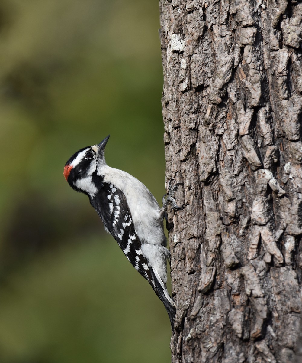 eBird Checklist - 3 Apr 2019 - Home - 25 species