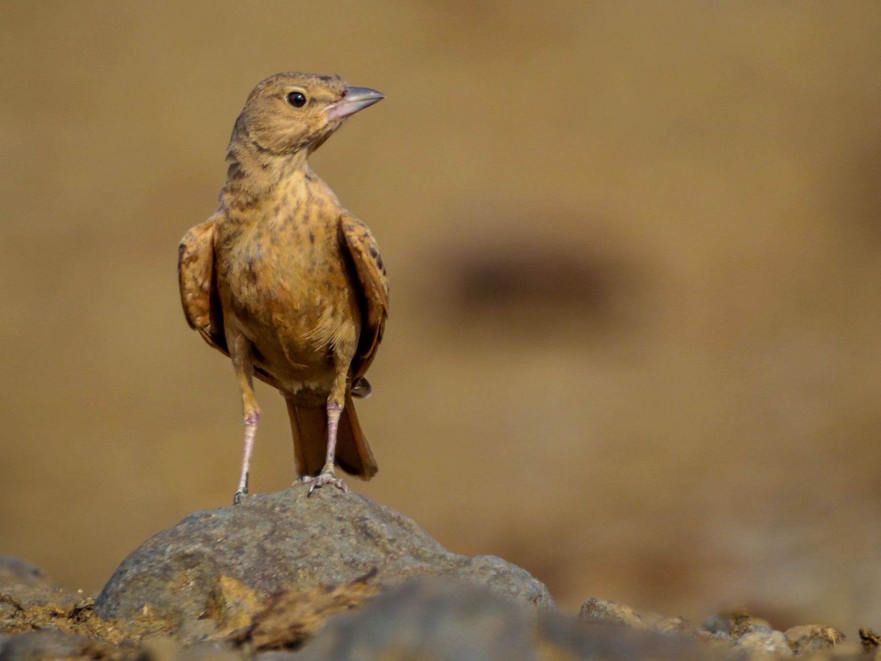 Rufous-tailed Lark - eBird