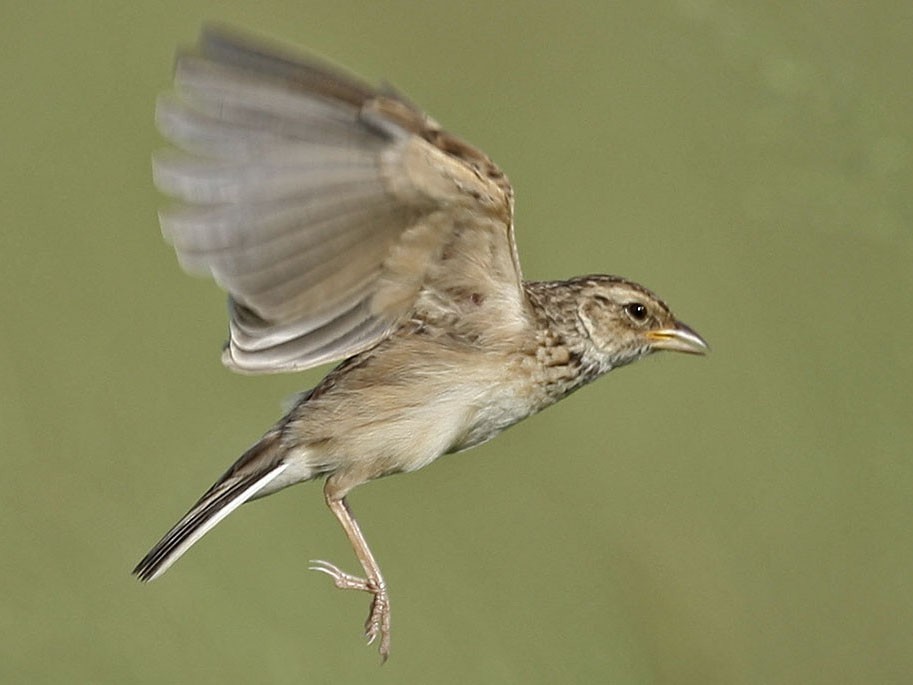 Singing Bushlark (Singing) - eBird