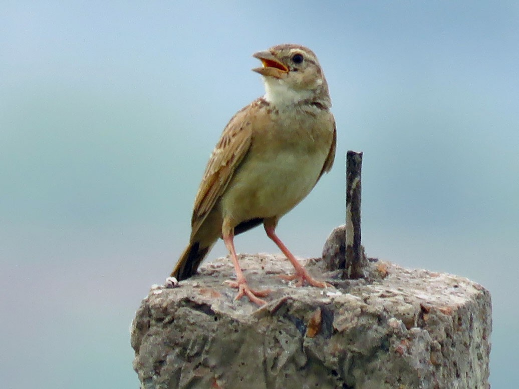 Singing Bushlark (Singing) - eBird