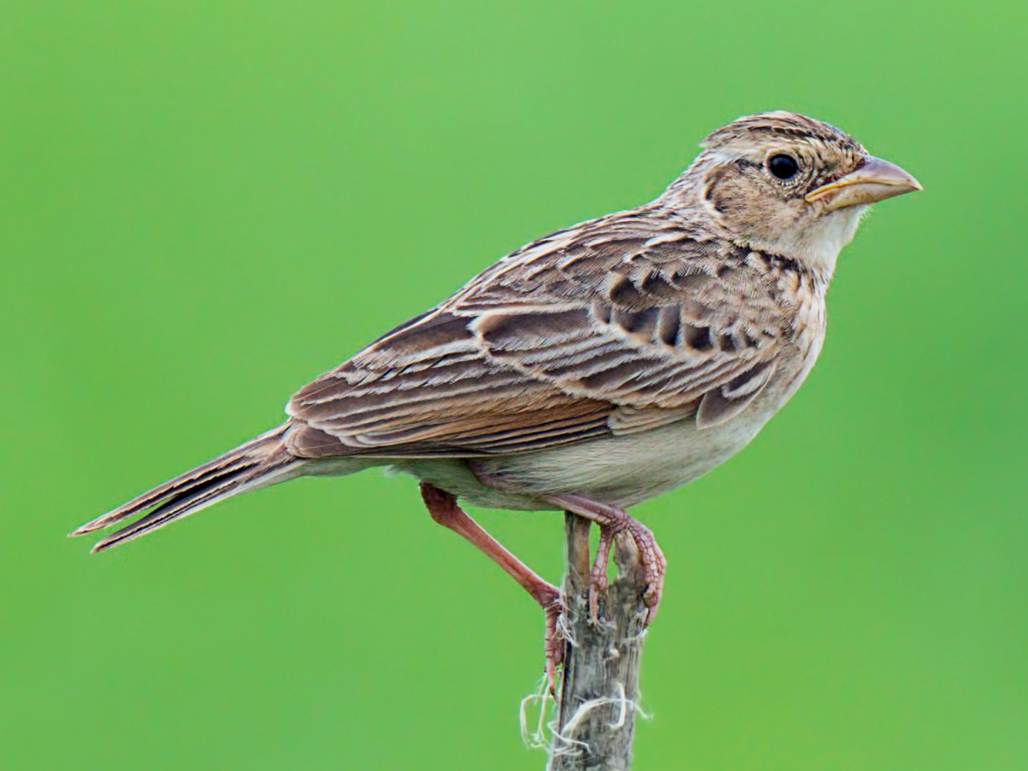 Singing Bushlark (Singing) - eBird