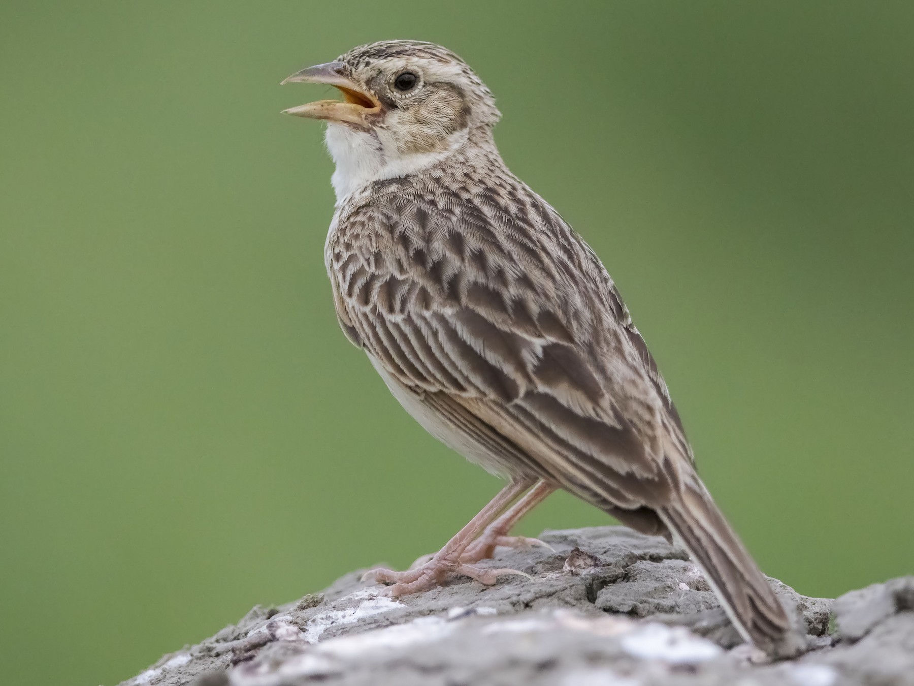 Singing Bushlark (Singing) - eBird